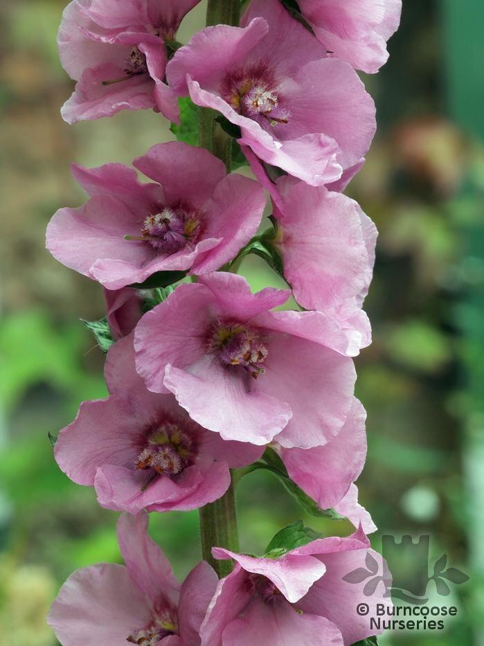 Verbascum 'Pink Domino' from Burncoose Nurseries