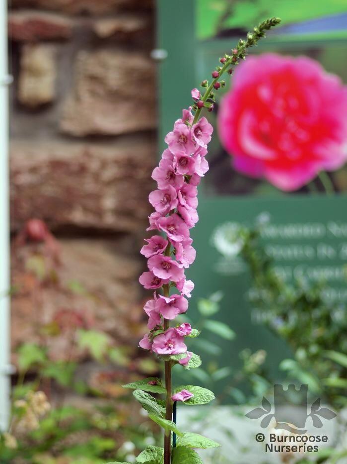 Verbascum 'Pink Domino' from Burncoose Nurseries