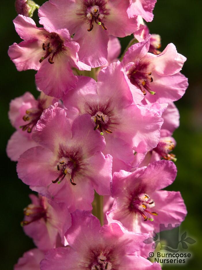 Verbascum 'Summer Sorbet' from Burncoose Nurseries