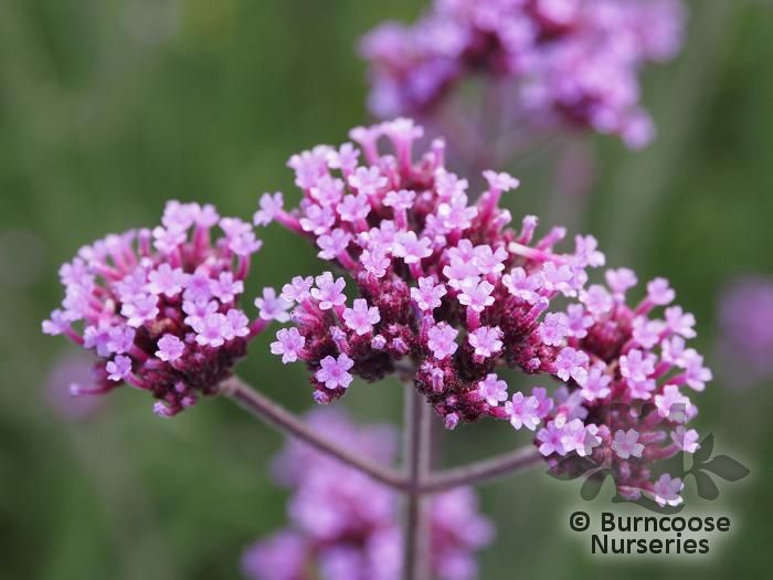 Verbena Bonariensis from Burncoose Nurseries