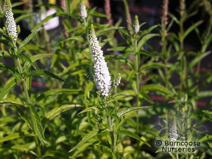 Veronica Spicata 'Alba' from Burncoose Nurseries
