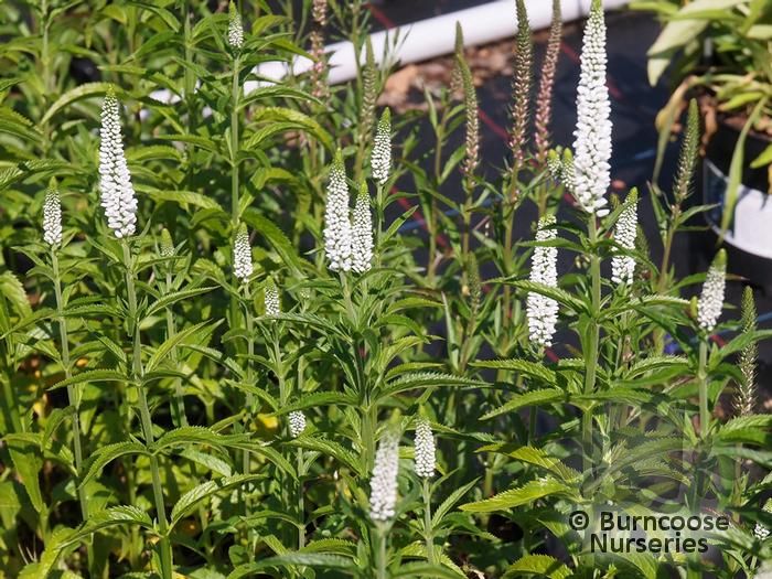 Veronica from Burncoose Nurseries