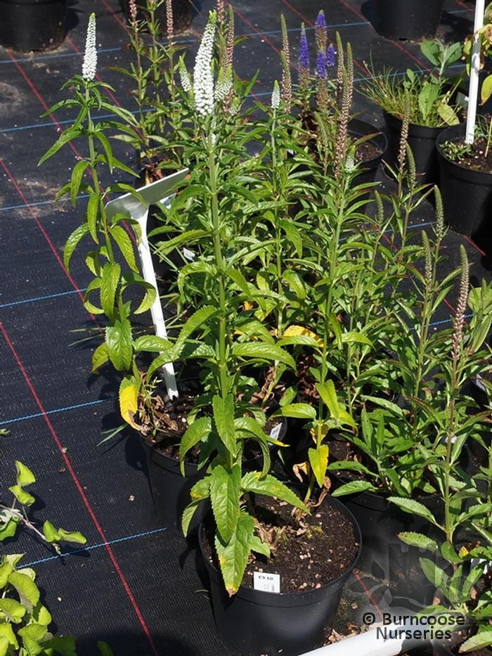 Veronica Spicata 'Alba' from Burncoose Nurseries
