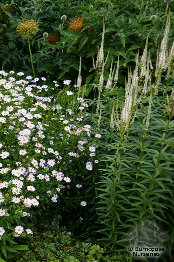 Veronicastrum Virginicum 'Album' from Burncoose Nurseries