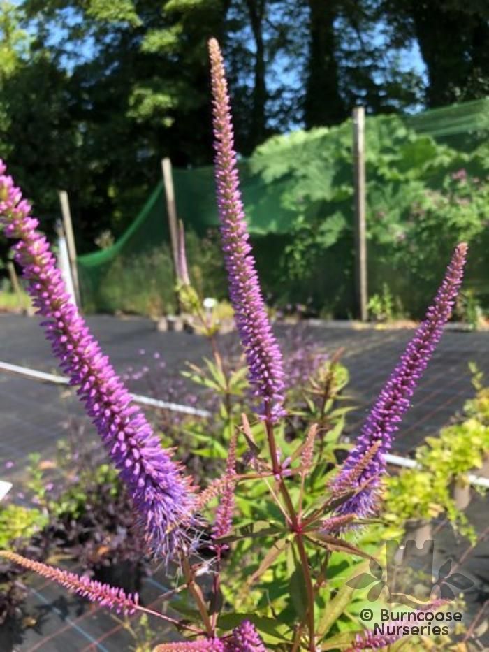 Veronicastrum Virginicum 'Fascination' from Burncoose Nurseries