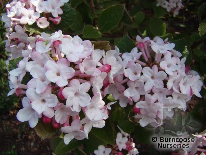 Viburnum Carlesii from Burncoose Nurseries
