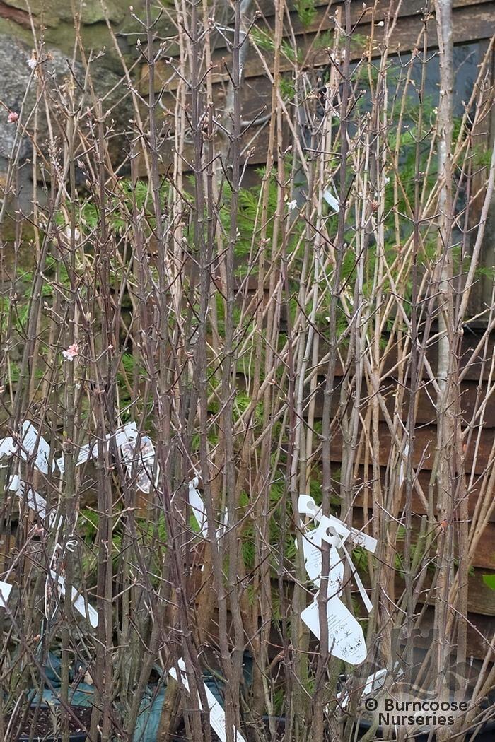 Viburnum Fragrans from Burncoose Nurseries