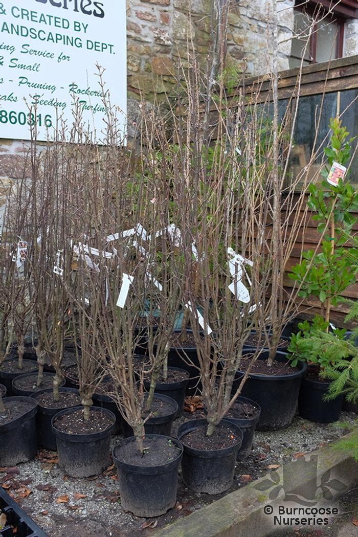 Viburnum Fragrans from Burncoose Nurseries