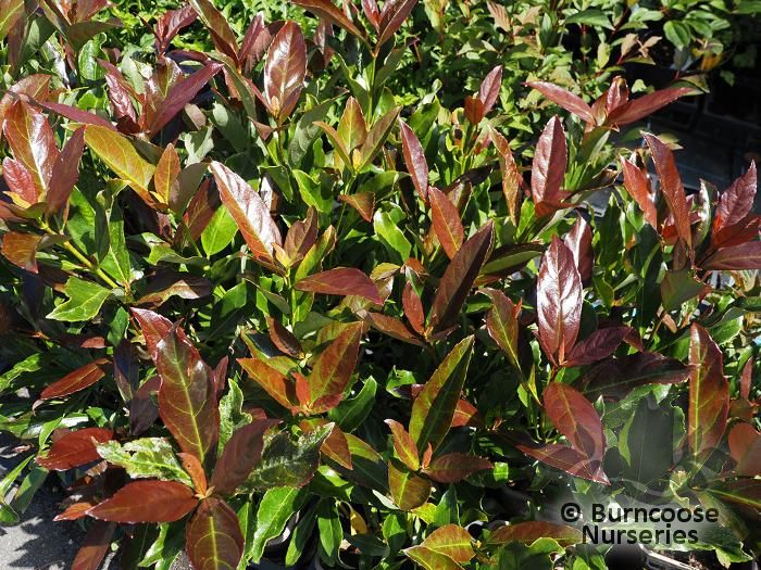 Viburnum Odoratissimum 'Coppertop' from Burncoose Nurseries