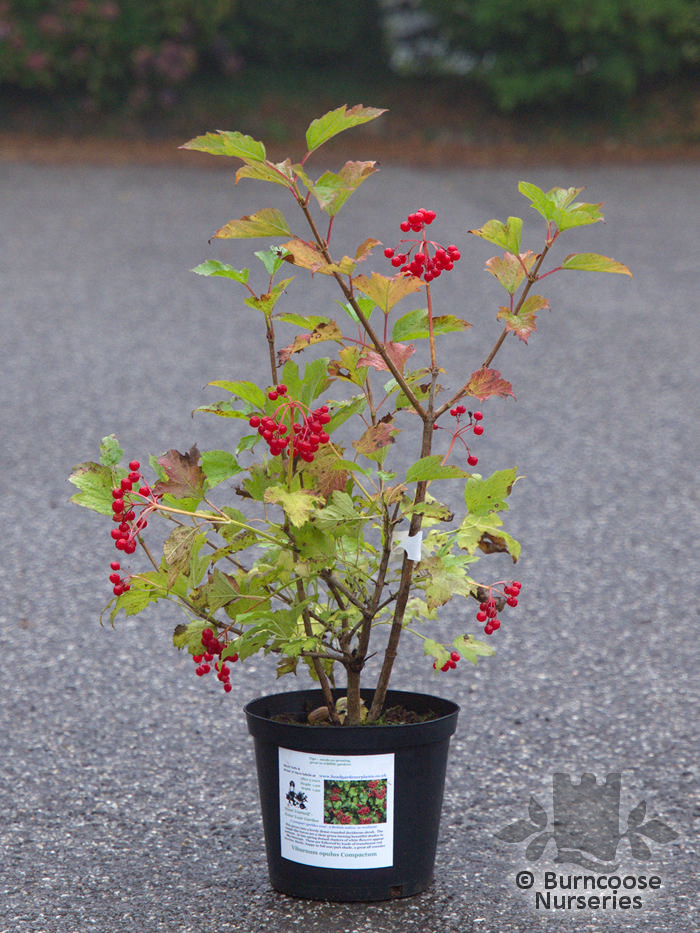 Viburnum Opulus 'Compactum' from Burncoose Nurseries