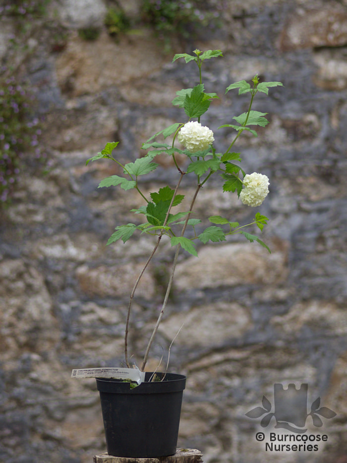 Viburnum Opulus 'Compactum' from Burncoose Nurseries