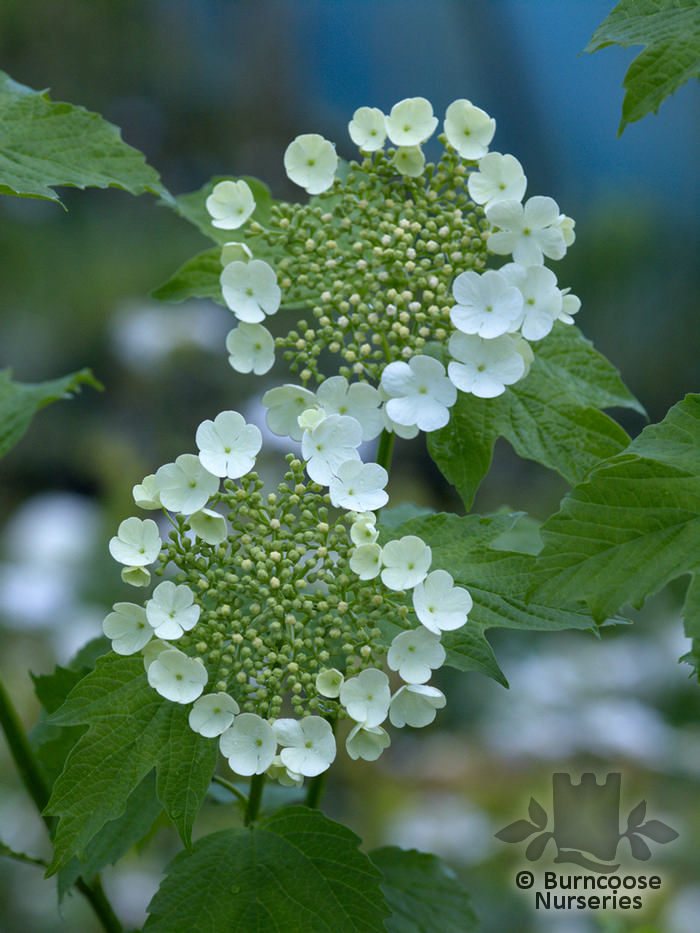 Viburnum Opulus 'Xanthocarpum' from Burncoose Nurseries
