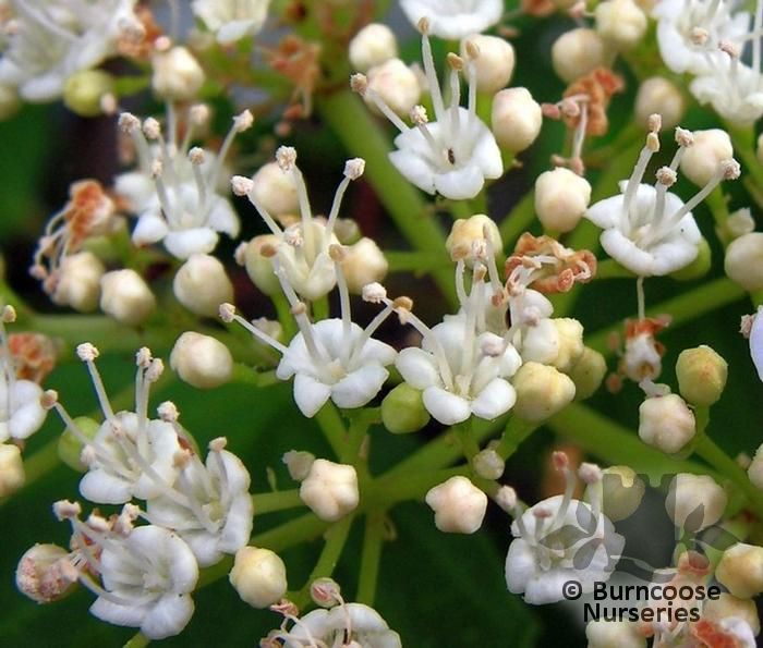 Viburnum Opulus from Burncoose Nurseries