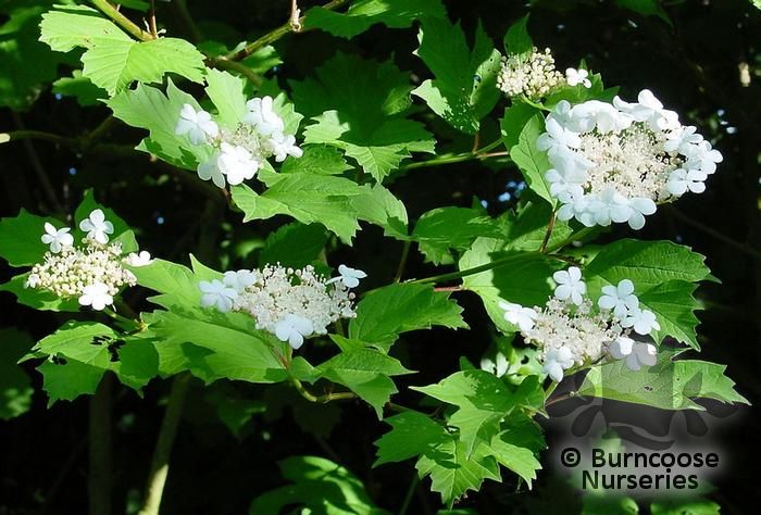 Viburnum Opulus from Burncoose Nurseries