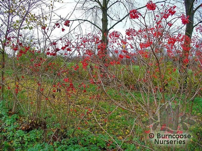 Viburnum Opulus from Burncoose Nurseries