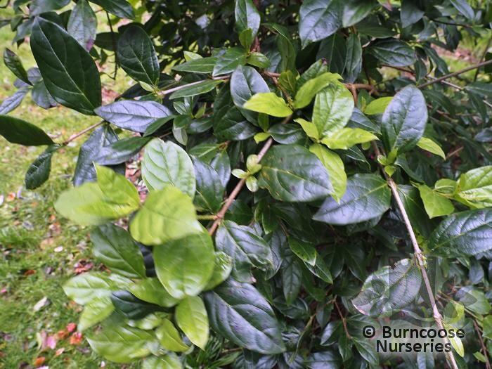 Viburnum Triphyllum from Burncoose Nurseries