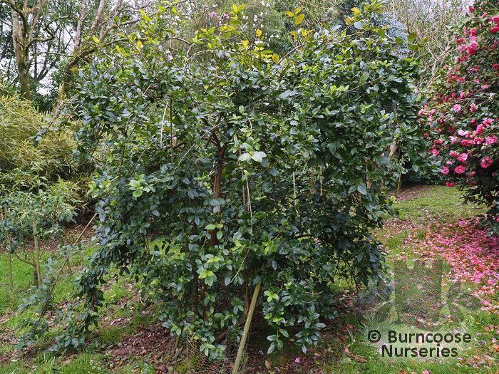 Viburnum Triphyllum from Burncoose Nurseries