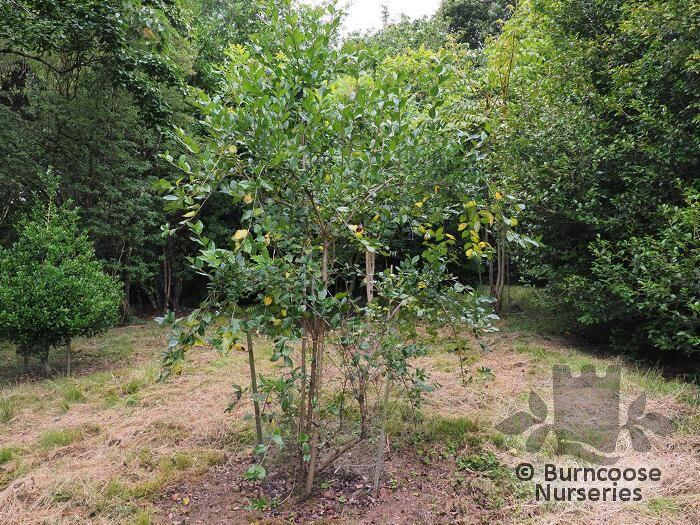 Viburnum Triphyllum from Burncoose Nurseries