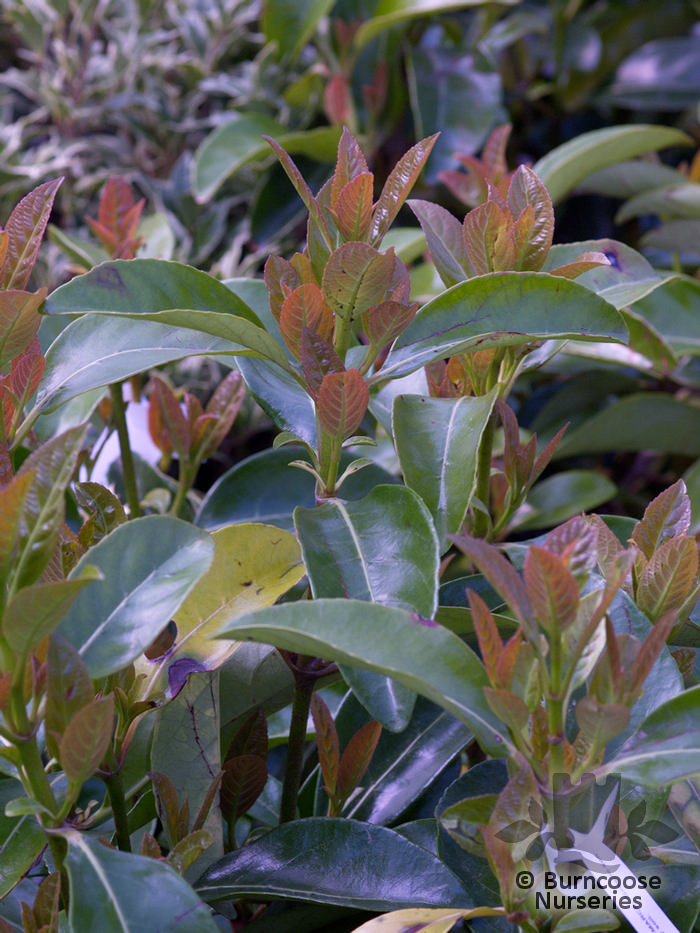 Viburnum Tinus 'Lucidum' from Burncoose Nurseries