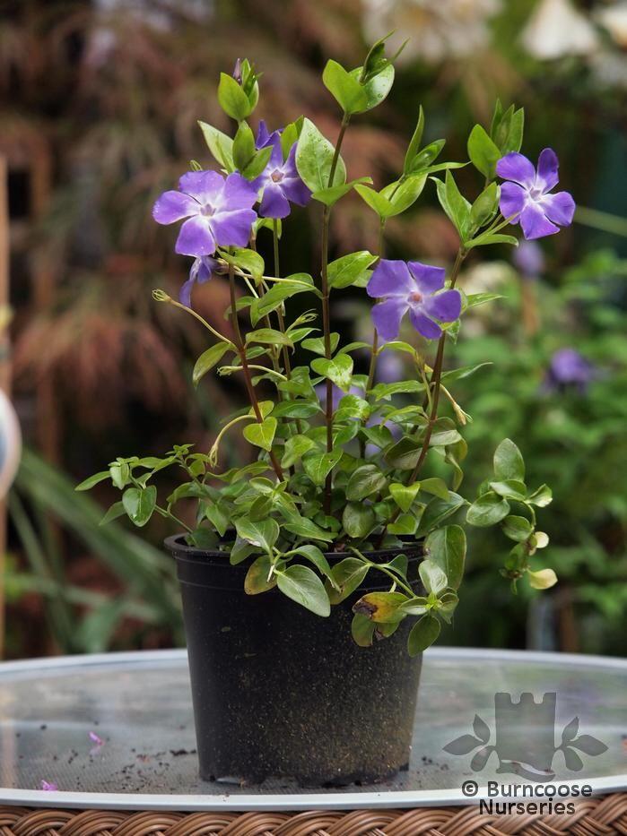 Vinca Major from Burncoose Nurseries