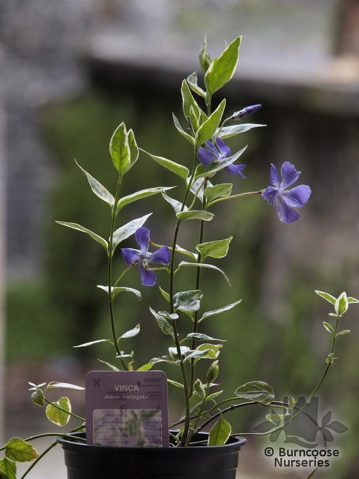 Vinca Major 'Variegata' from Burncoose Nurseries