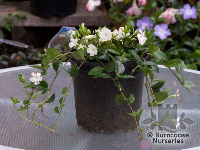 Vinca Minor 'Alba' from Burncoose Nurseries