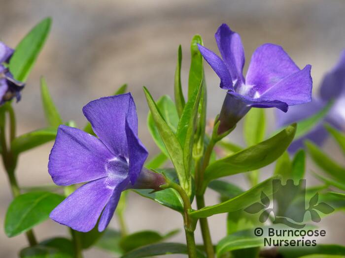 Vinca Minor 'Bowles Variety' from Burncoose Nurseries