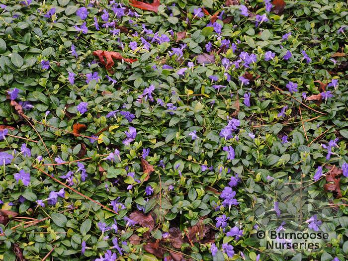 Vinca Minor 'Bowles Variety' from Burncoose Nurseries