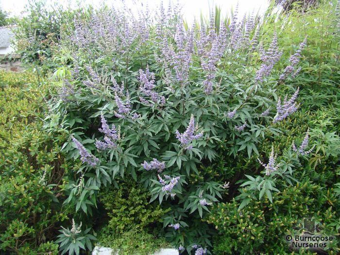 Vitex Agnus-Castus from Burncoose Nurseries