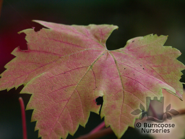 Vitis 'Brant' from Burncoose Nurseries FRUITING TYPES