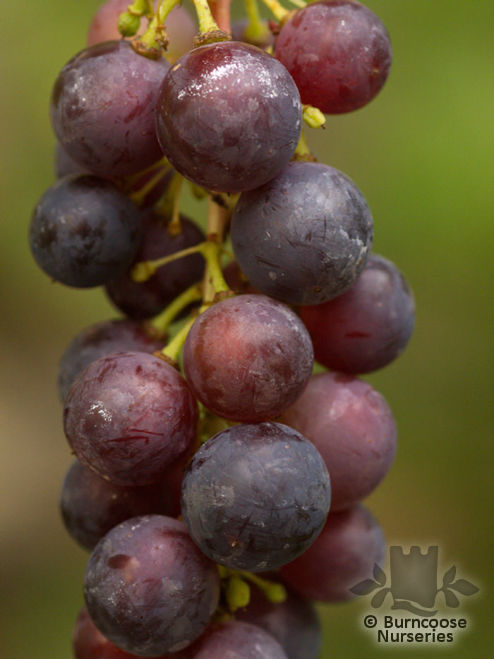 Vitis 'Brant' from Burncoose Nurseries FRUITING TYPES