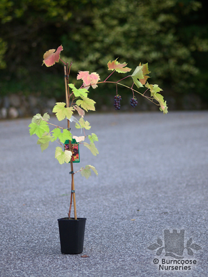 Vitis 'Brant' from Burncoose Nurseries FRUITING TYPES