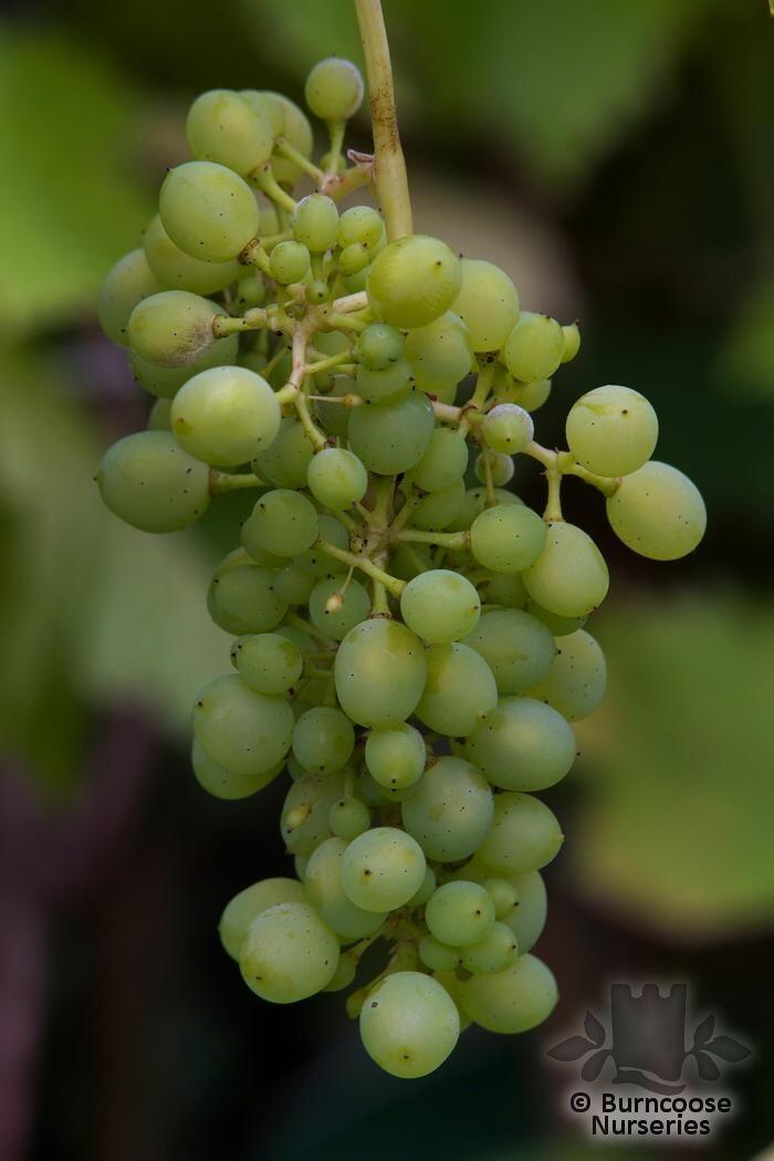 Vitis 'Muscat Of Alexandria' from Burncoose Nurseries