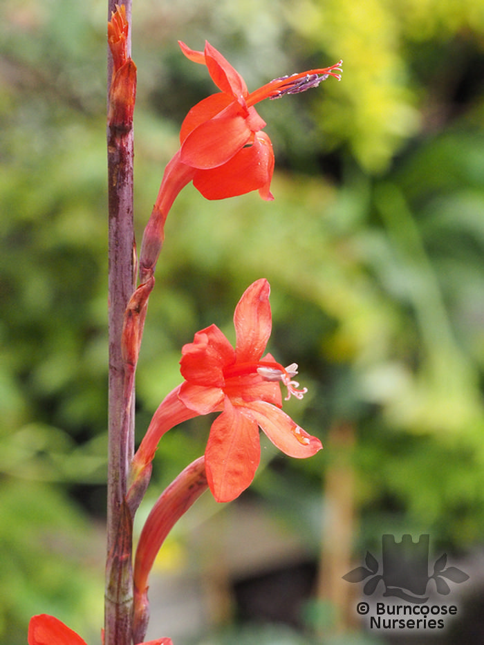 Watsonia Pillansii from Burncoose Nurseries