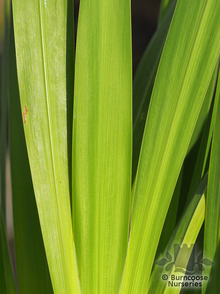 Watsonia from Burncoose Nurseries