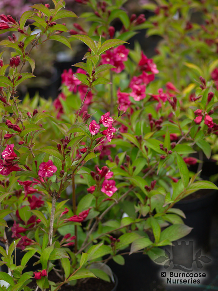 Weigela 'Bristol Ruby' from Burncoose Nurseries