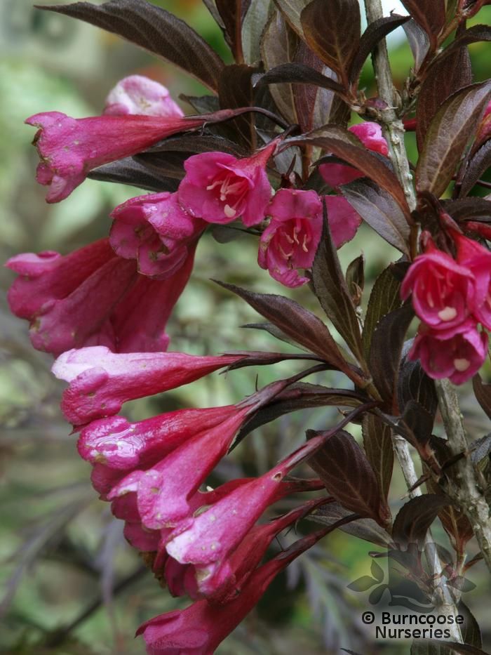 Weigela Florida 'Alexandra' from Burncoose Nurseries