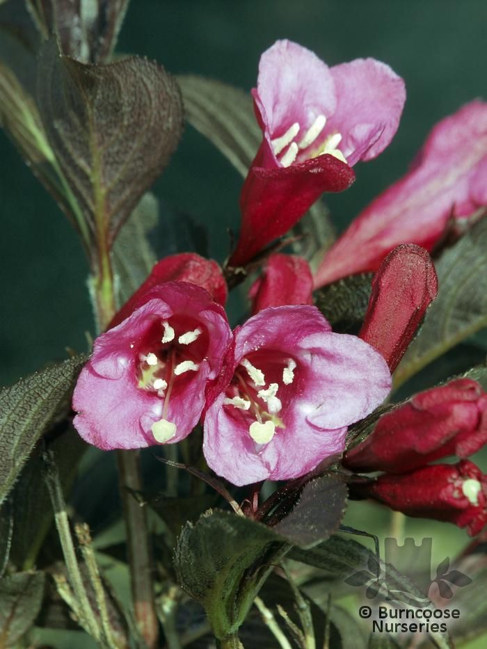 Weigela Florida 'Alexandra' from Burncoose Nurseries