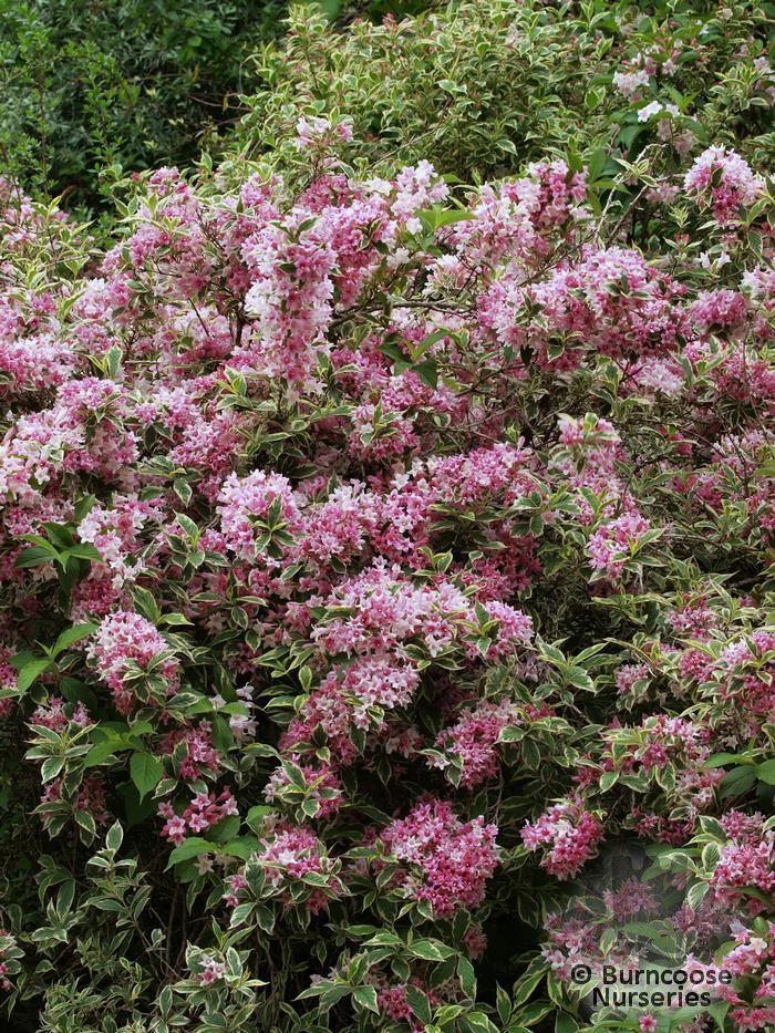 Weigela Florida 'Variegata' from Burncoose Nurseries