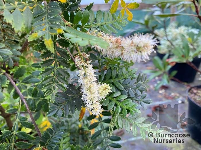 Weinmannia Trichosperma from Burncoose Nurseries