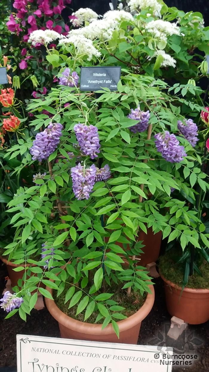 Wisteria Frutescens 'Amethyst Falls' from Burncoose Nurseries