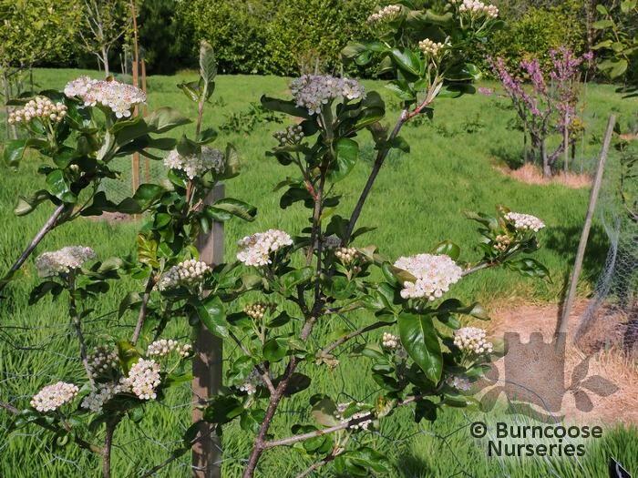 X Sorbaronia Fallax 'Likjornaja' from Burncoose Nurseries