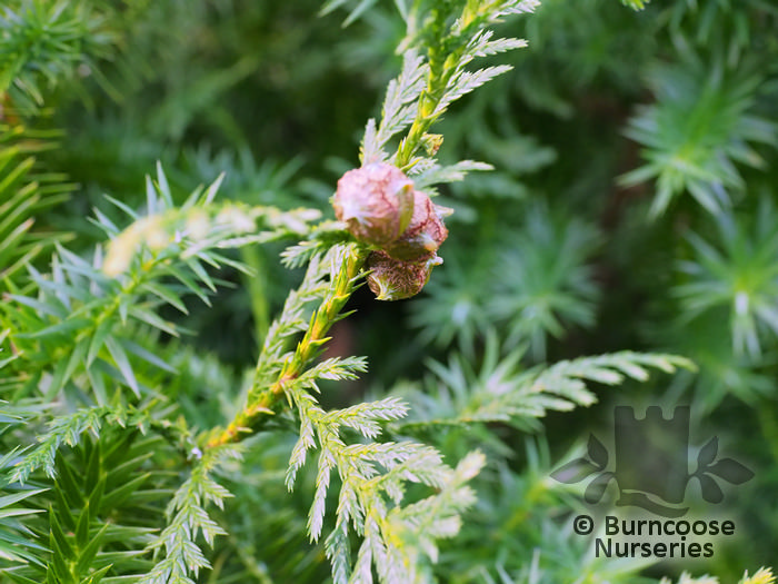 Xanthocyparis from Burncoose Nurseries