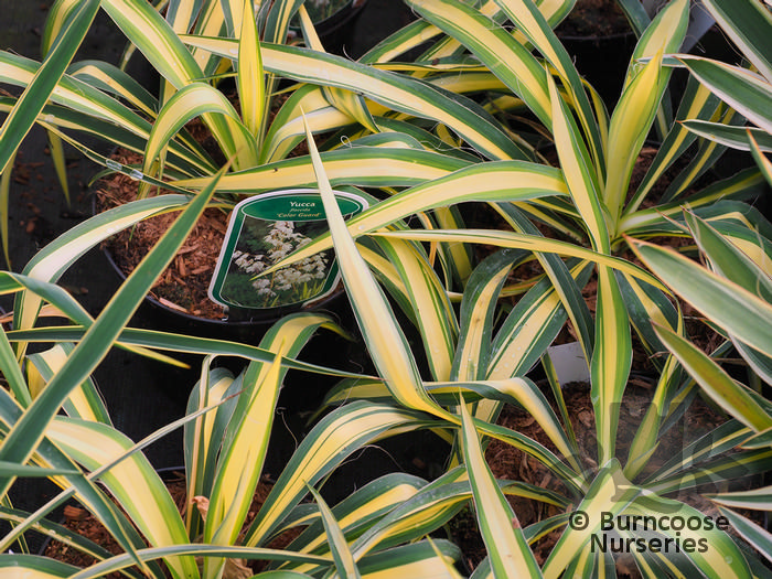 Yucca Filamentosa 'Color Guard' from Burncoose Nurseries