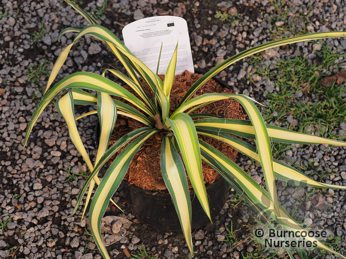 Yucca Filamentosa 'Color Guard' from Burncoose Nurseries