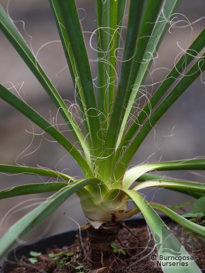 Yucca Filamentosa from Burncoose Nurseries