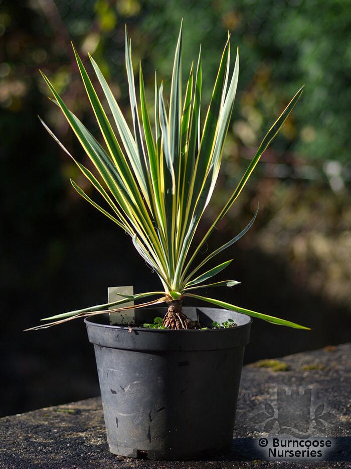 Yucca Filamentosa 'Bright Edge' from Burncoose Nurseries
