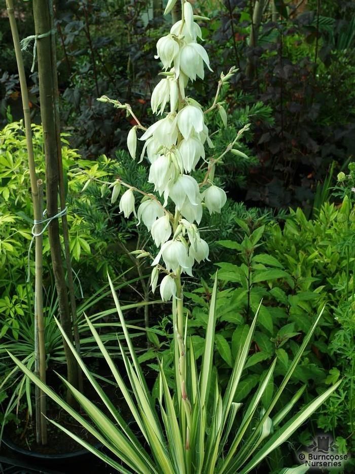 Yucca from Burncoose Nurseries