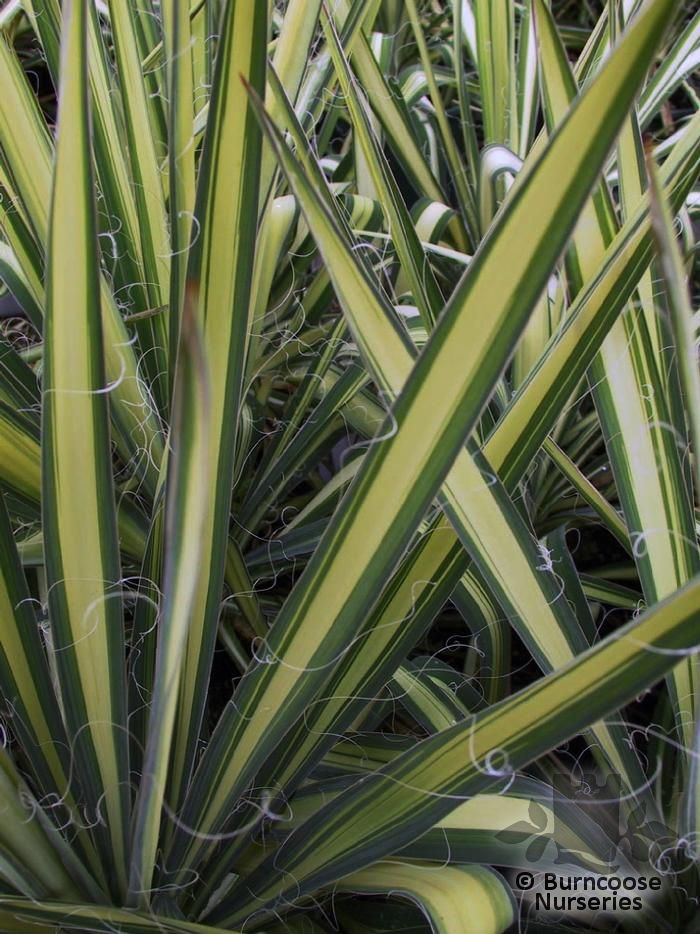 Yucca Flaccida 'Golden Sword' from Burncoose Nurseries