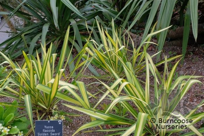 Yucca Flaccida 'Golden Sword' from Burncoose Nurseries